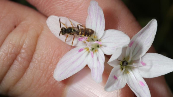 Community Science | Chicago Park District